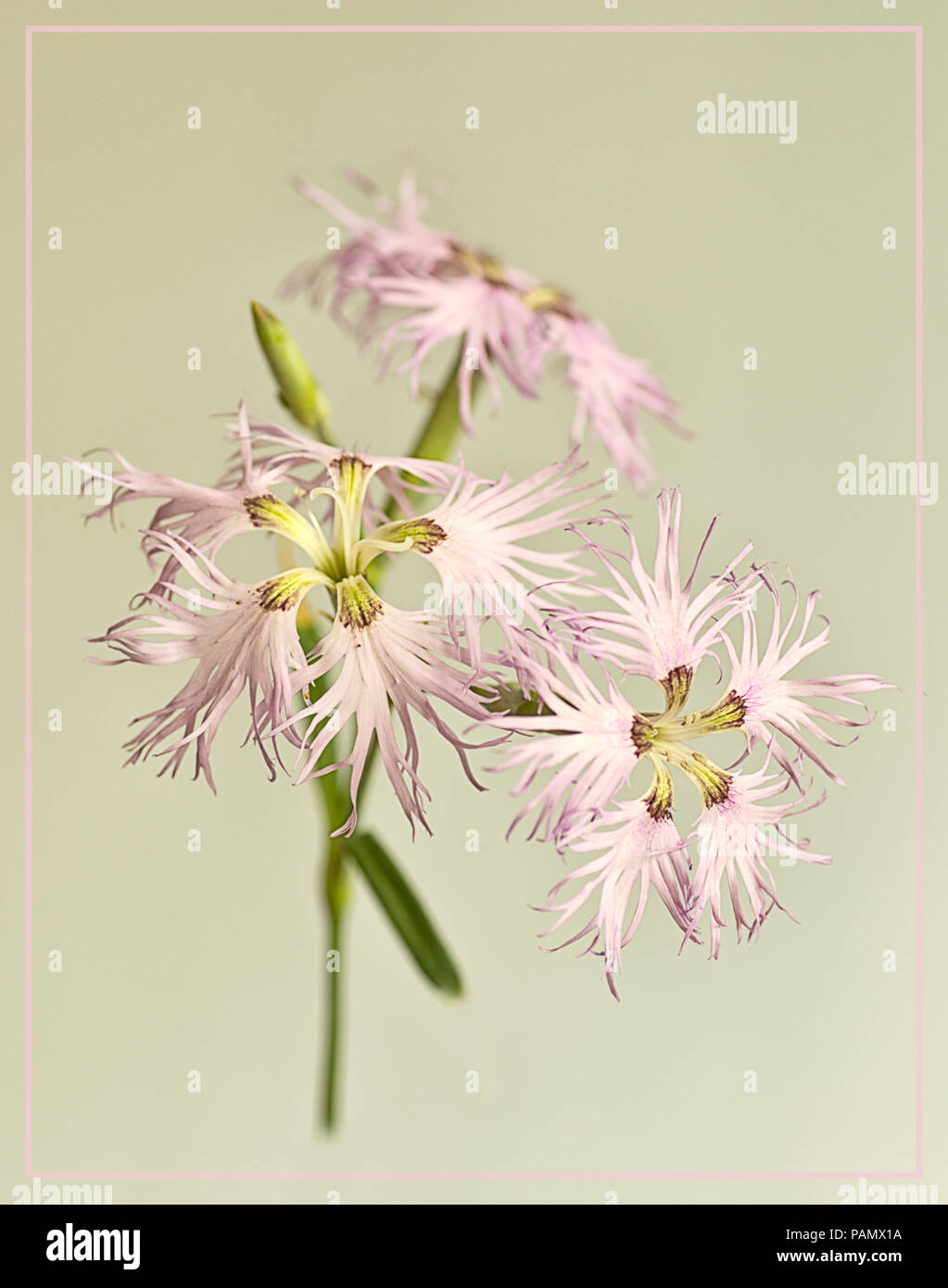 Frilly petals -Fotos und -Bildmaterial in hoher Auflösung – Alamy