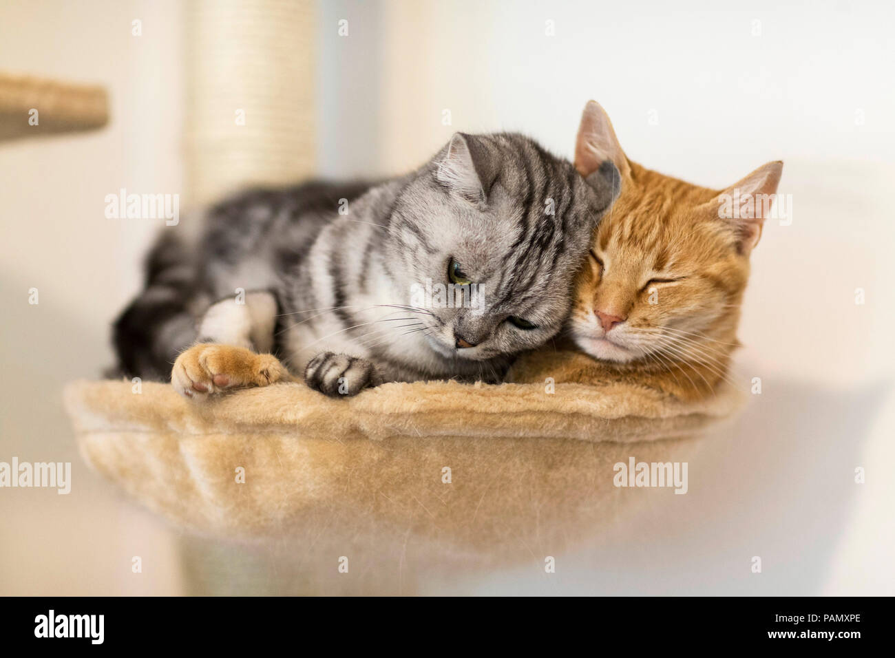 Zwei Katzen Stockfotos und -bilder Kaufen - Alamy
