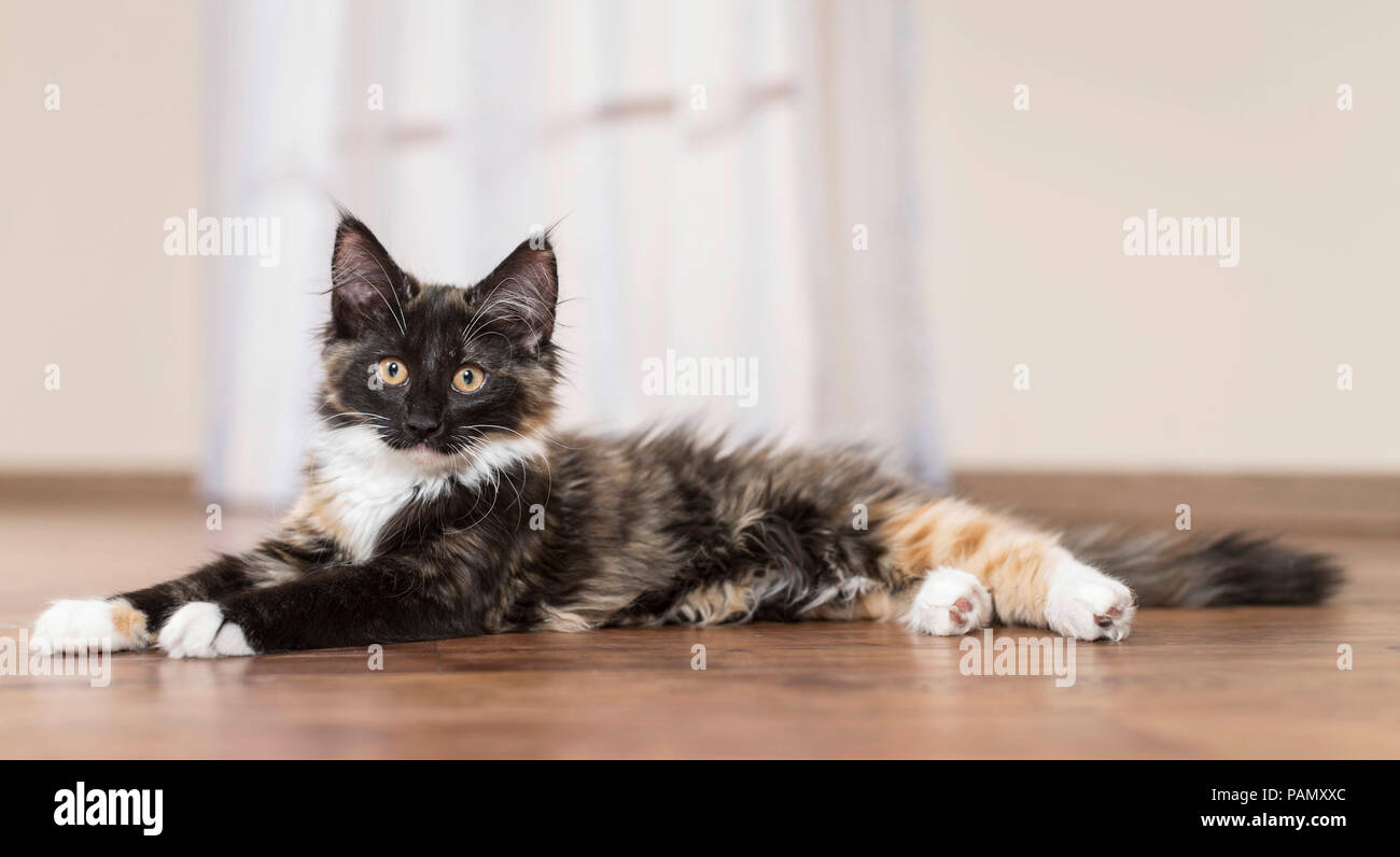 Liegende katze -Fotos und -Bildmaterial in hoher Auflösung – Alamy