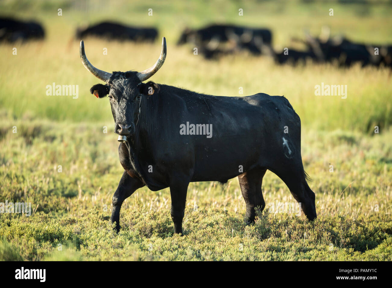 Europa auf dem stier -Fotos und -Bildmaterial in hoher Auflösung ...