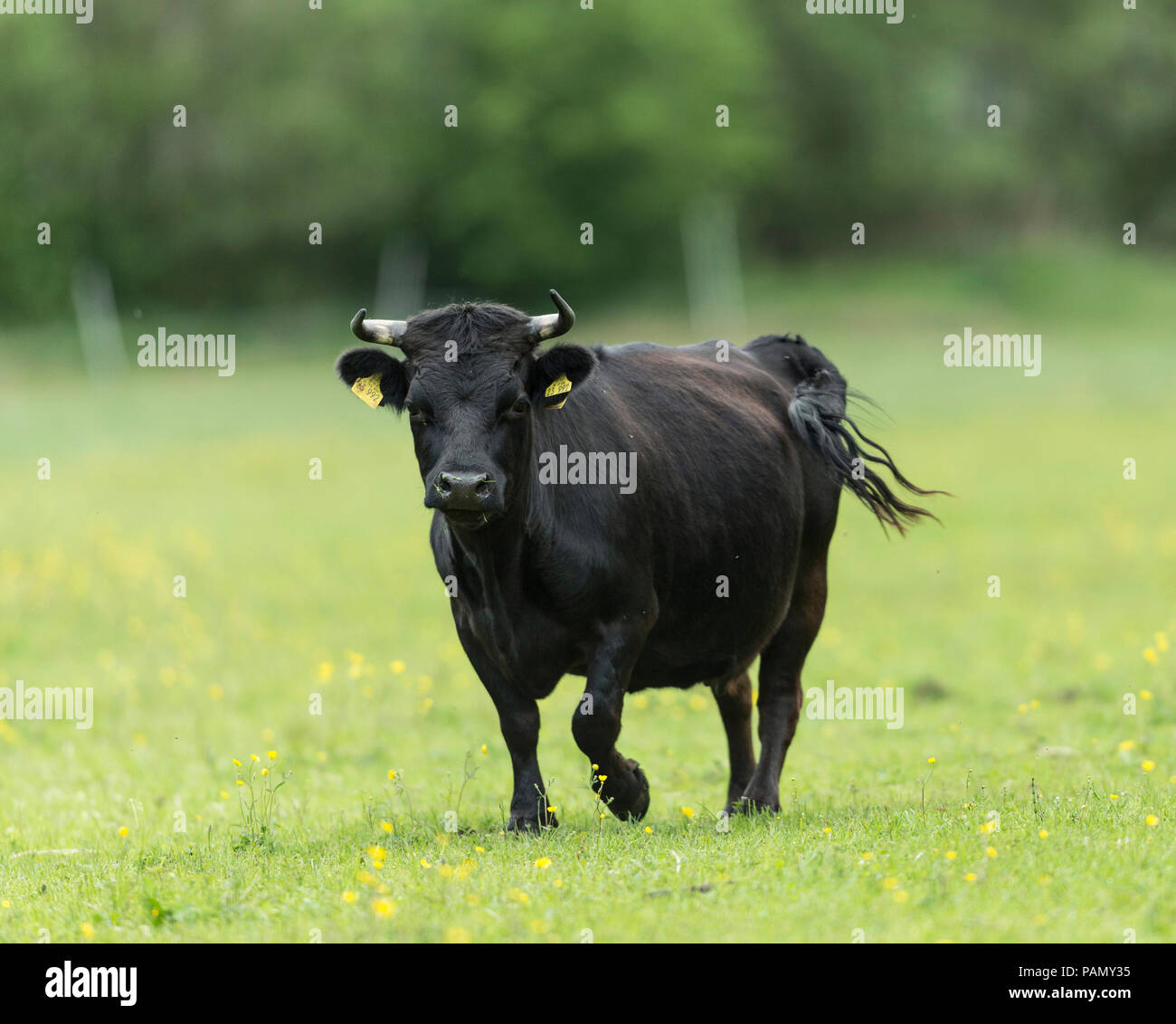 Dexter Kuh Dexter Cow Stockfotos und -bilder Kaufen - Alamy