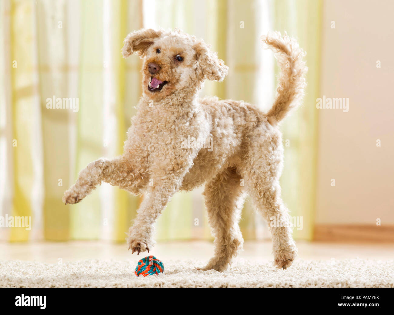 Mit einem kleinen ball deutschland spielen -Fotos und -Bildmaterial in ...