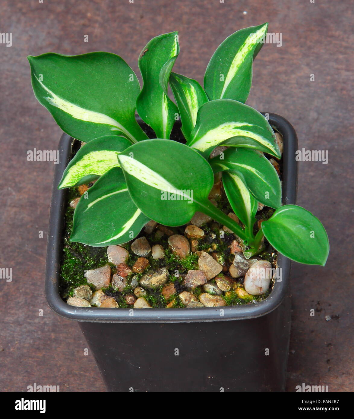 Britische nationale sammlung von kleinen und kleinen hostas -Fotos und ...