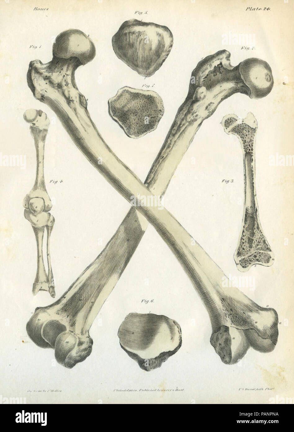 Anatomische platten -Fotos und -Bildmaterial in hoher Auflösung – Alamy