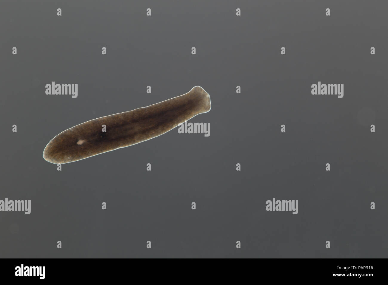 Planarian Worm Stockfotos und -bilder Kaufen - Alamy