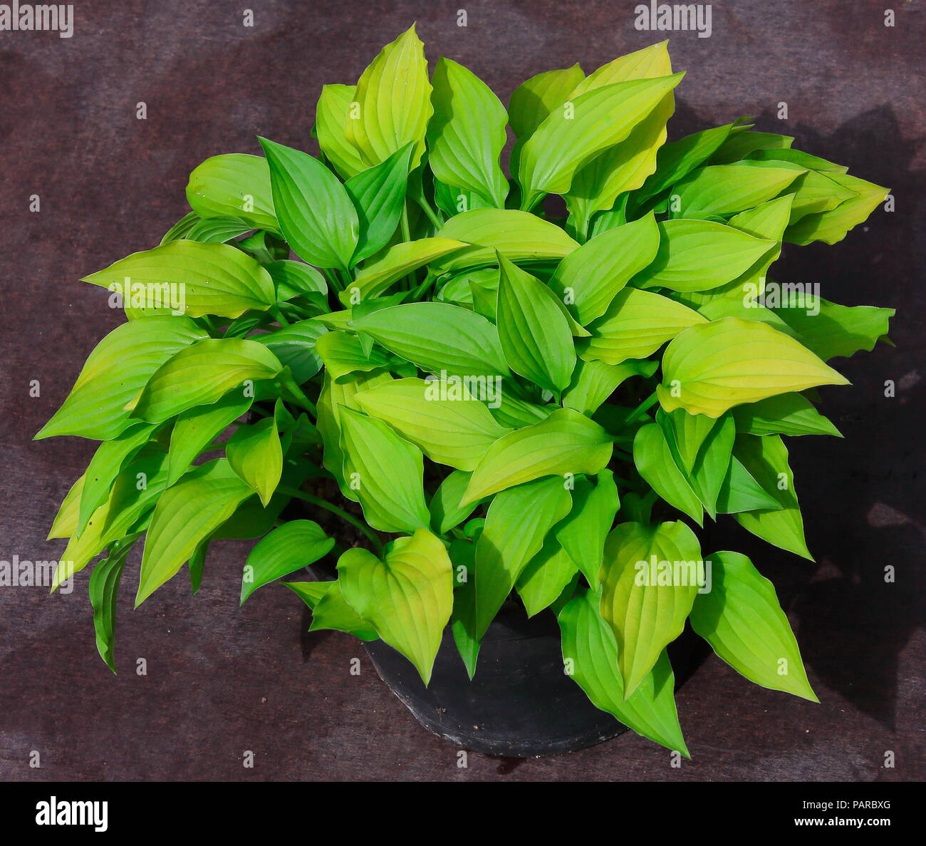 Hostas sammeln -Fotos und -Bildmaterial in hoher Auflösung – Alamy