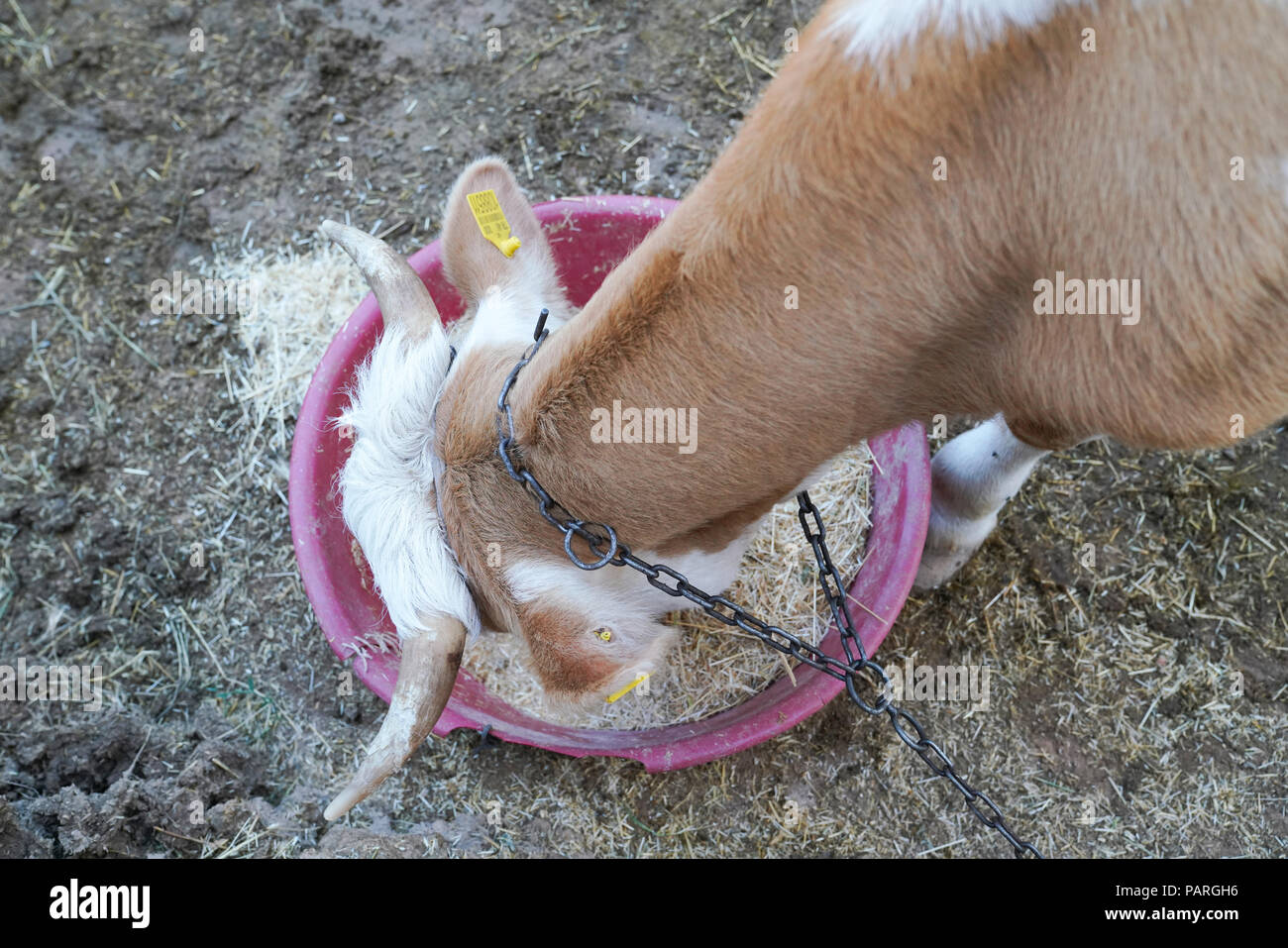 Kuh, die heu isst -Fotos und -Bildmaterial in hoher Auflösung – Alamy