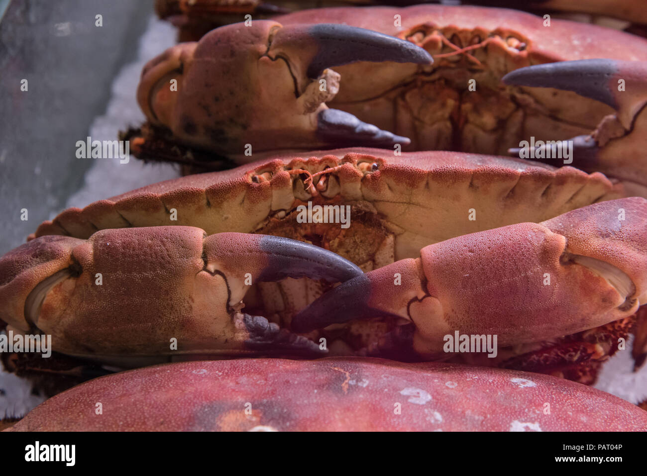 Atlantischer roter fisch -Fotos und -Bildmaterial in hoher Auflösung ...