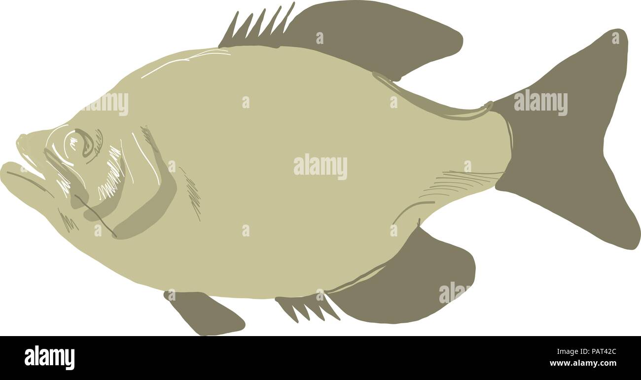 Zeichnung Skizze stil Abbildung eines crappie Fisch, papermouths ... Zeichnung Skizze stil Abbildung eines crappie Fisch, papermouths ...