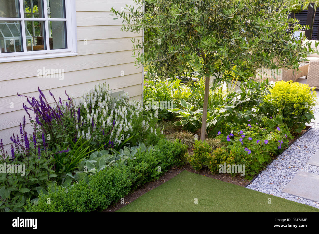 Staudenbeet mit einem Olea europaea Baum, Salvia officinalis 'Caradonna ...