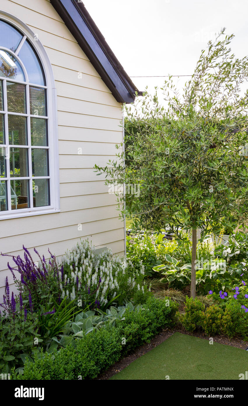 Staudenbeet mit einem Olea europaea Baum, Salvia officinalis 'Caradonna ...