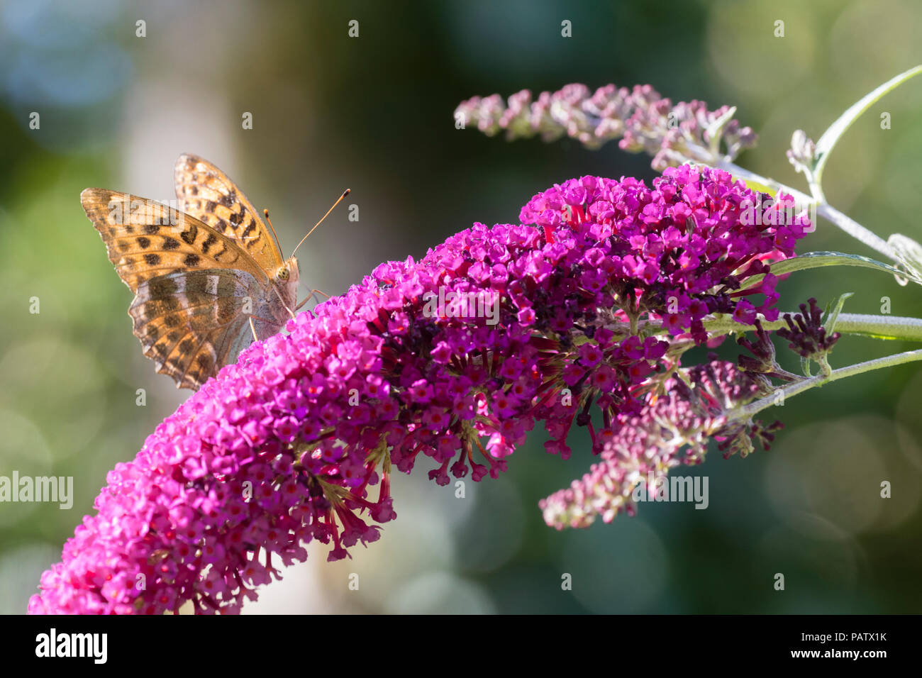 Buddleja davidii buzz magenta -Fotos und -Bildmaterial in hoher ...