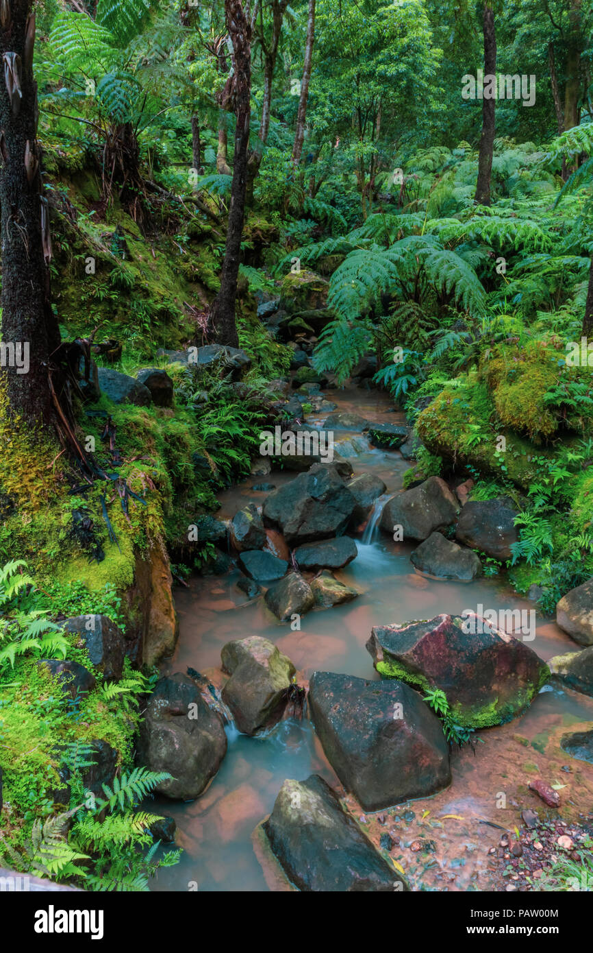 Sao miguel azores caldeira velha -Fotos und -Bildmaterial in hoher ...