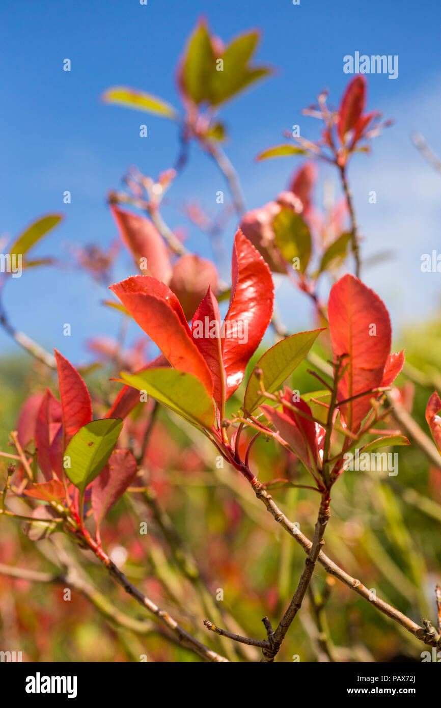 Photinia X Fraseri Red Robin Stockfotos und -bilder Kaufen - Alamy
