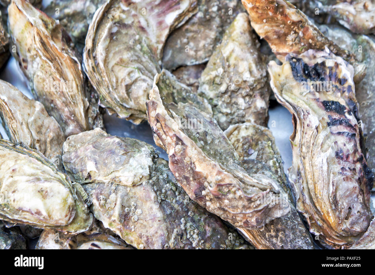 Austern ernten -Fotos und -Bildmaterial in hoher Auflösung – Alamy