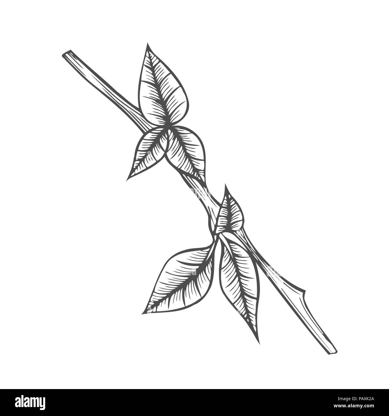 Zweig der Pflanze Vector Illustration. Scratch board style Gravur. Hand ...