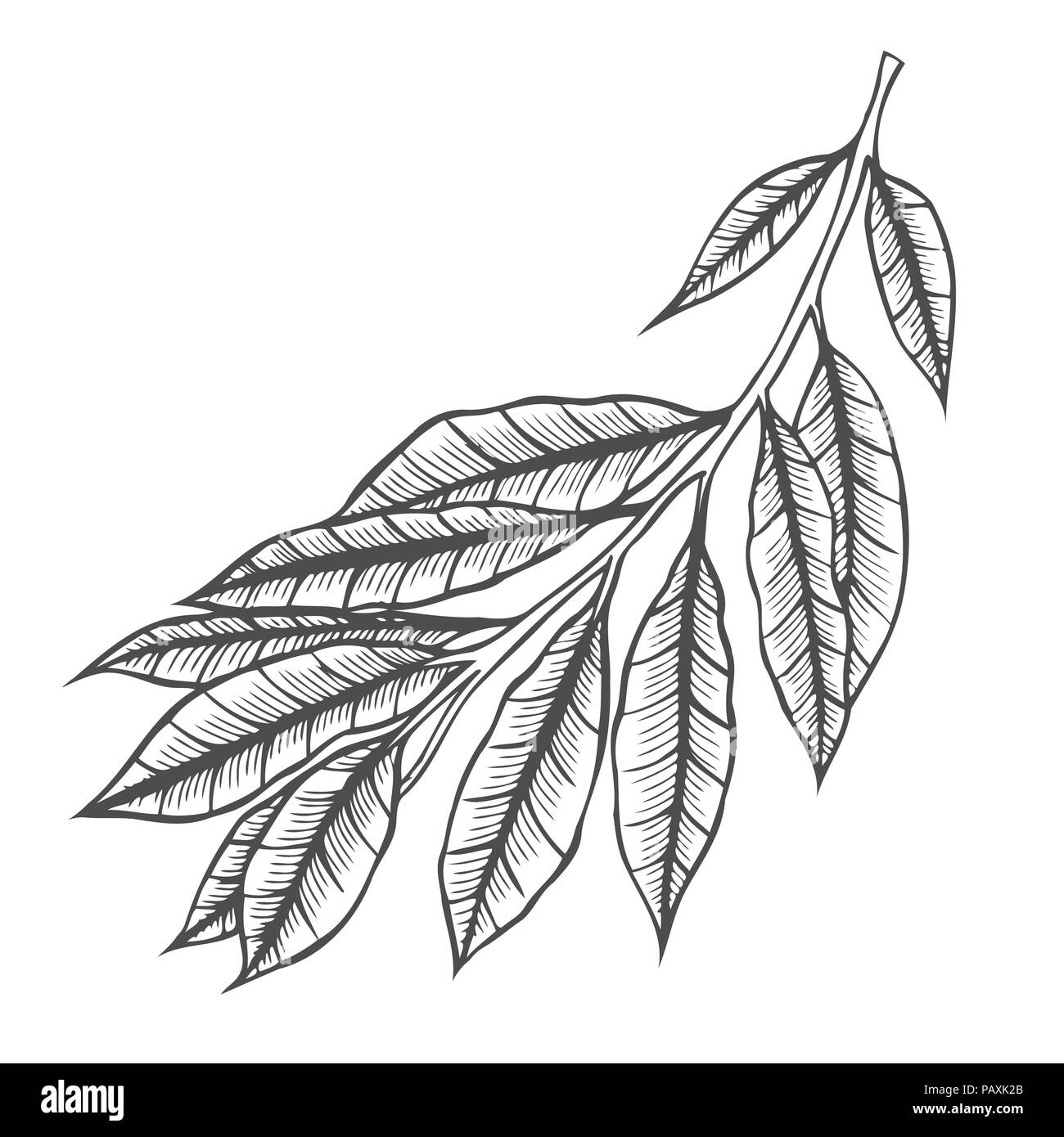 Zweig der Pflanze Vector Illustration. Scratch board style Gravur. Hand ...