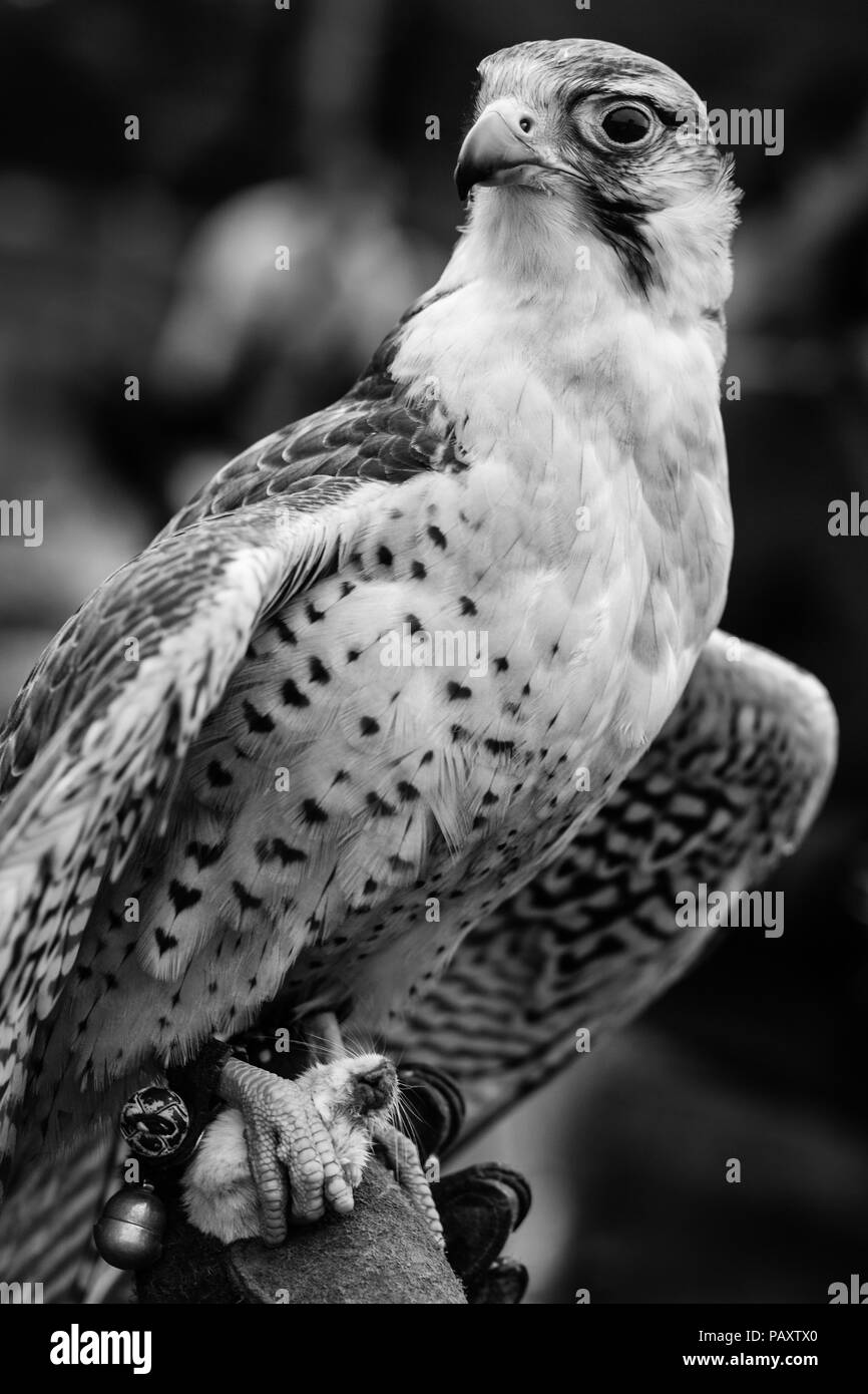 Greifvögel auf einer Vogelschaufarbe, die seinen Fang hält Stockfotografie - Alamy