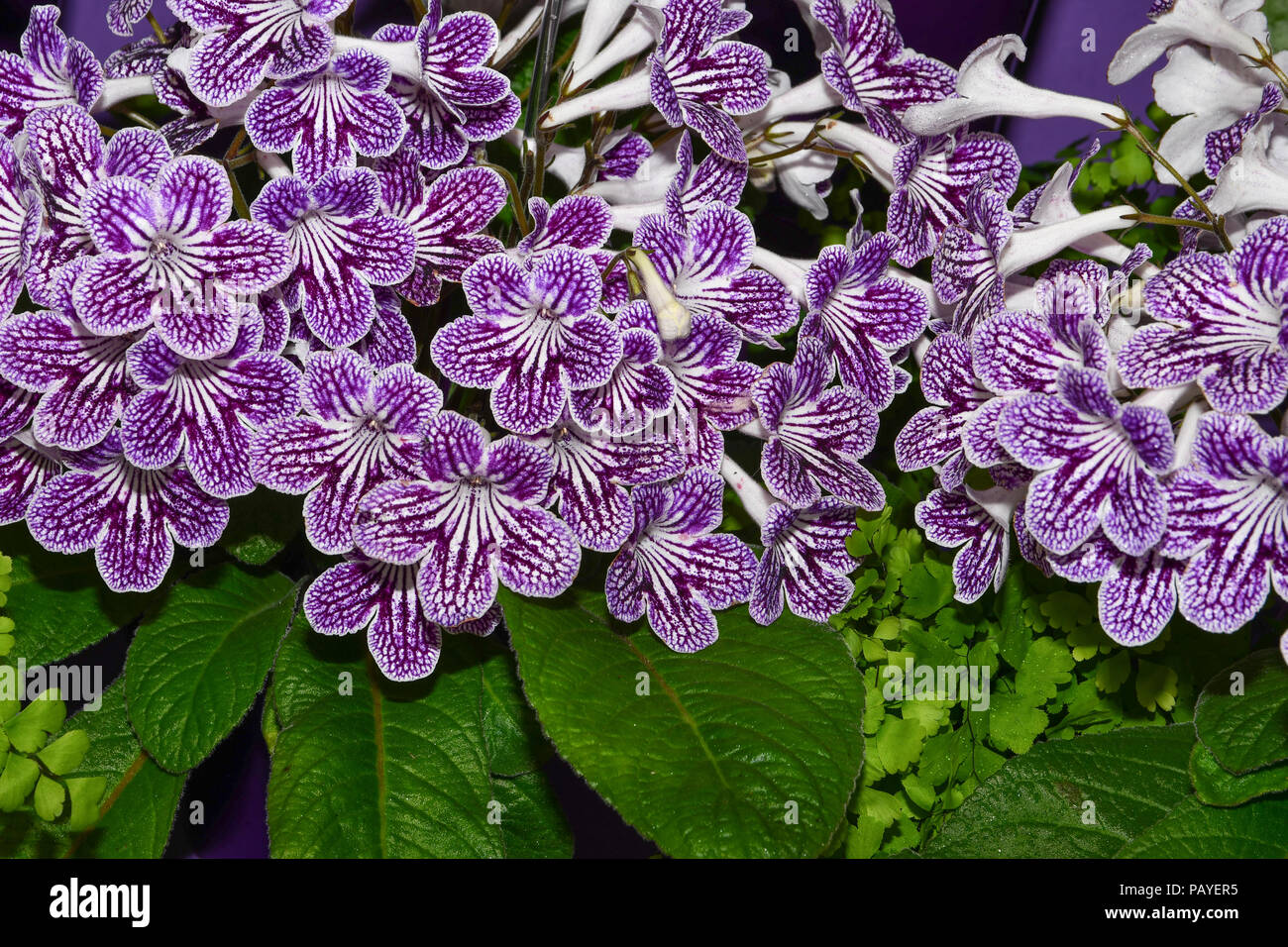 Violetter punkt -Fotos und -Bildmaterial in hoher Auflösung – Alamy
