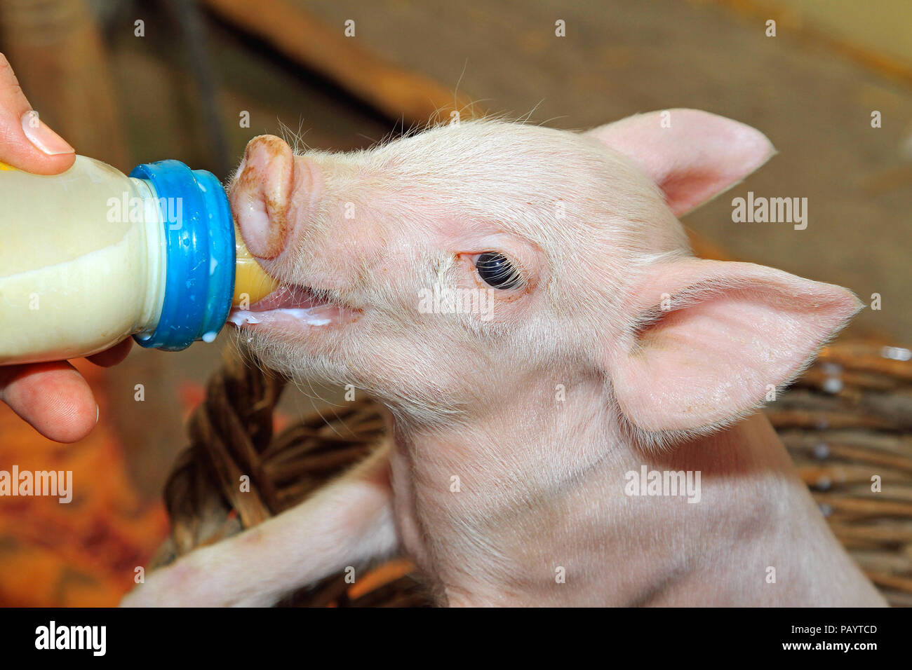 Kleines Baby Ferkel füttern Milch aus der Flasche Stockfotografie - Alamy