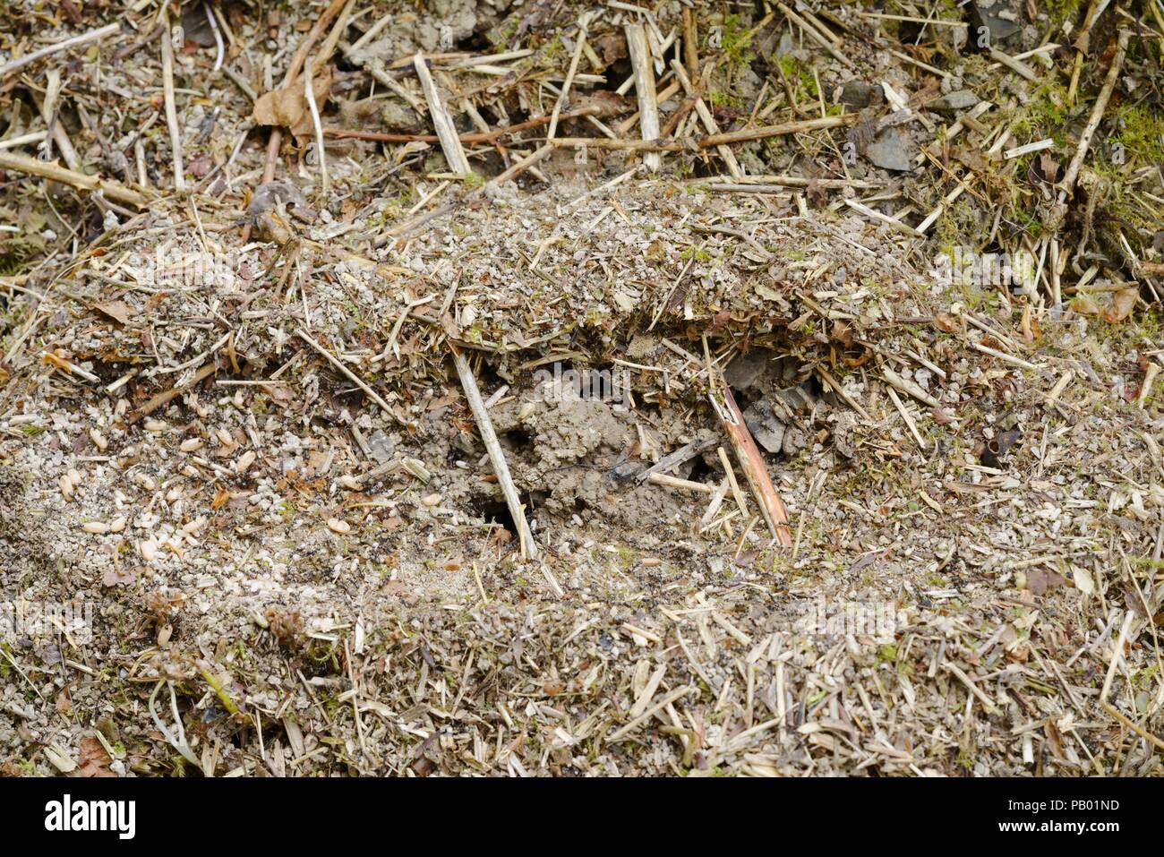 Lasius niger nest -Fotos und -Bildmaterial in hoher Auflösung – Alamy