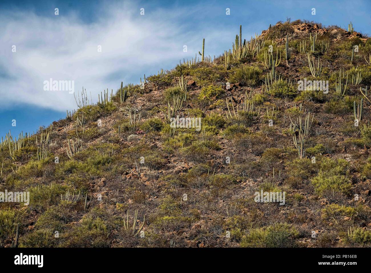 Bosque de Sahuaros matorral espinoso, pitaya, Pitahayas y Demas ...