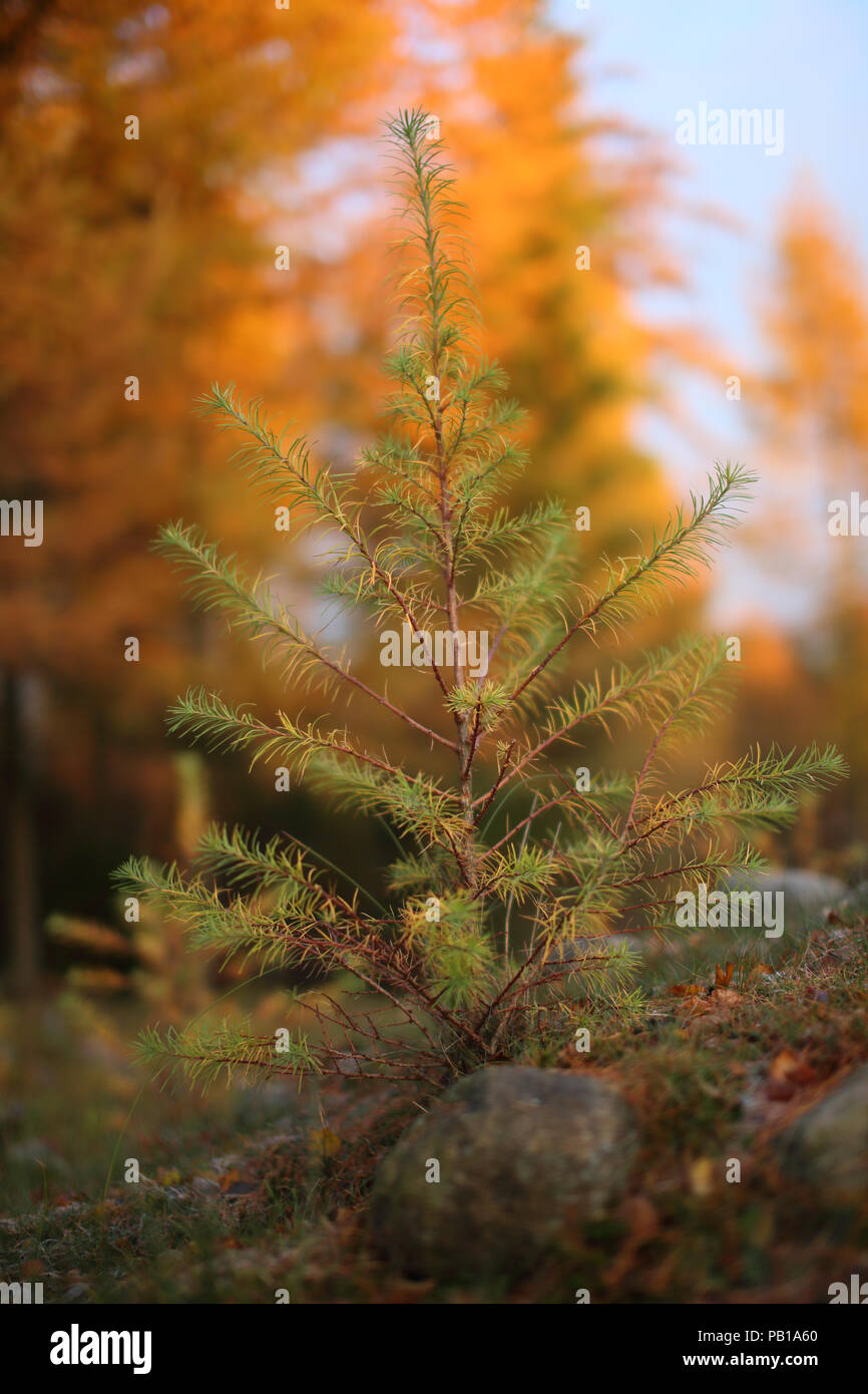 Larix decidua larch seedling -Fotos und -Bildmaterial in hoher ...