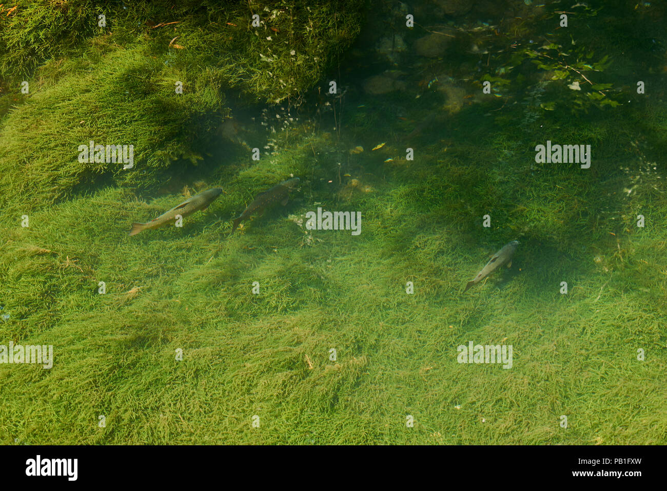 Große bachforelle -Fotos und -Bildmaterial in hoher Auflösung – Alamy