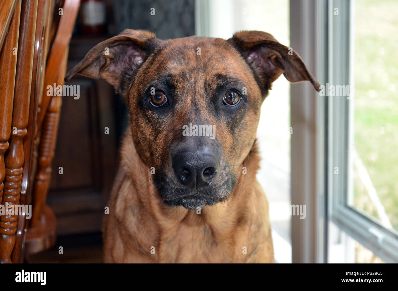 Gestromtes hundeportrait -Fotos und -Bildmaterial in hoher Auflösung ...