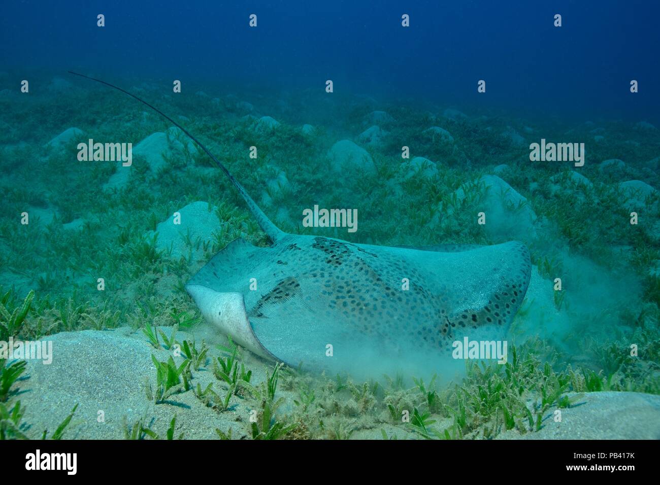 Honeycomb stingray, Leopard-Stachelrochen, Himantura uarnak, Umm el Ros ...