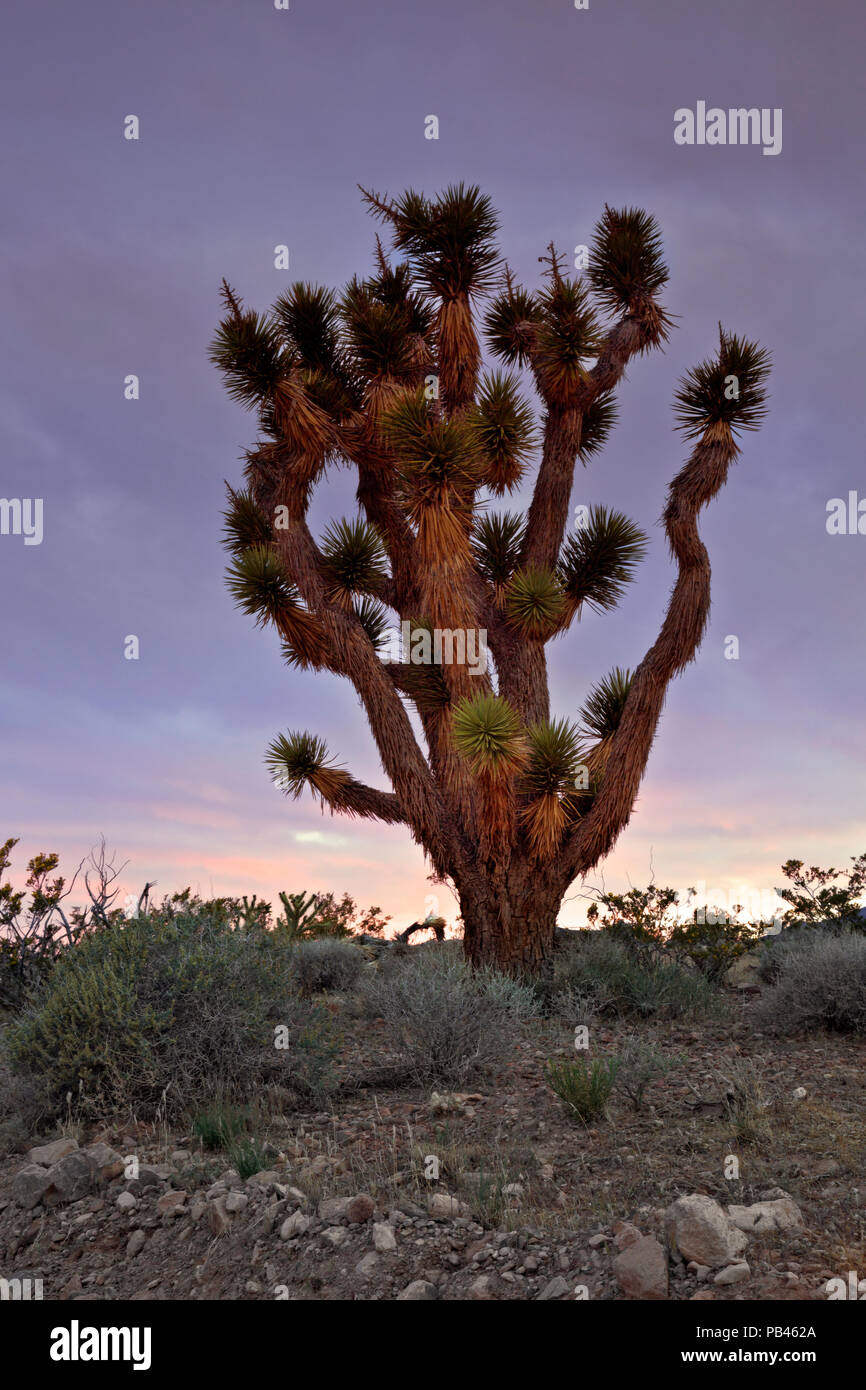 Jushua baum -Fotos und -Bildmaterial in hoher Auflösung – Alamy