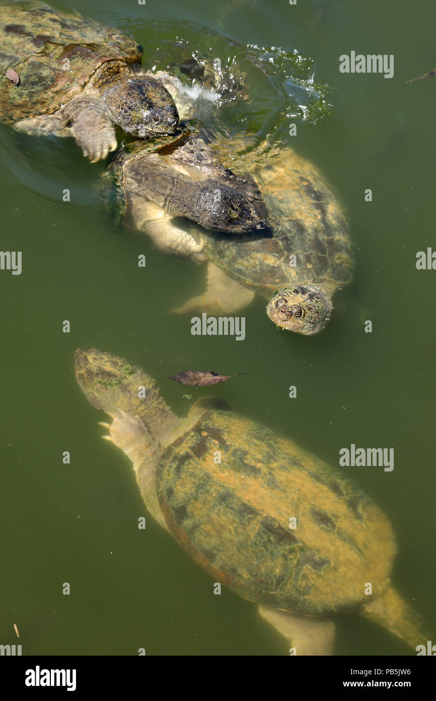 Mating turtles -Fotos und -Bildmaterial in hoher Auflösung – Alamy