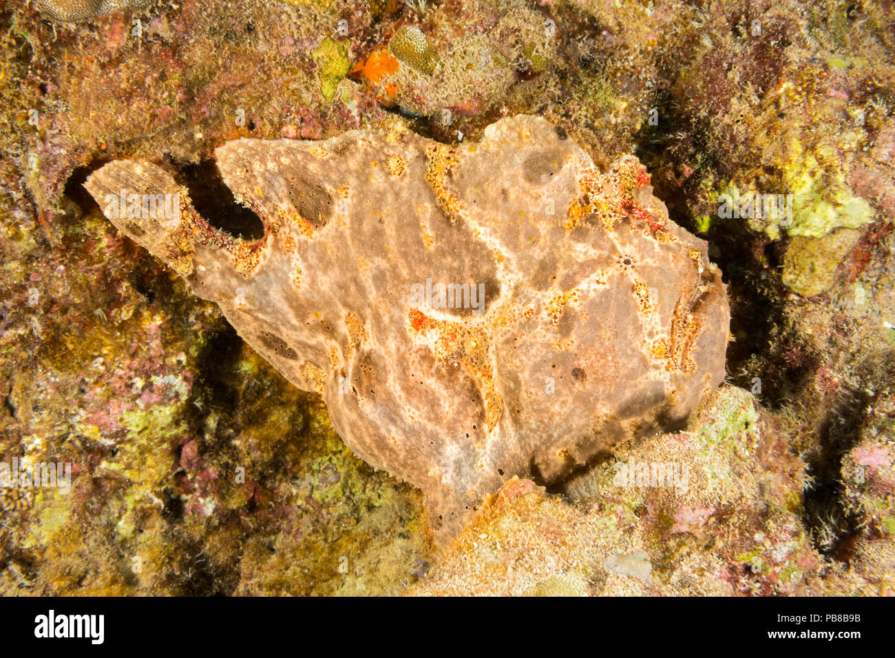 Große anglerfische -Fotos und -Bildmaterial in hoher Auflösung – Alamy