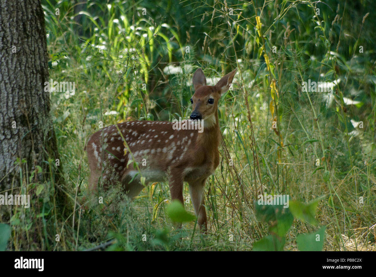 Rehkitz im wald -Fotos und -Bildmaterial in hoher Auflösung – Alamy