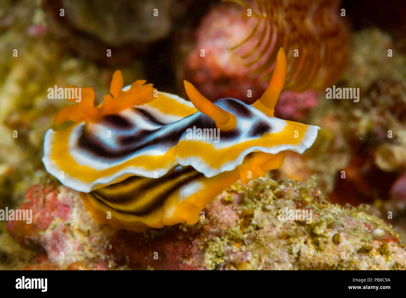 Pyjama nudibranch -Fotos und -Bildmaterial in hoher Auflösung – Alamy
