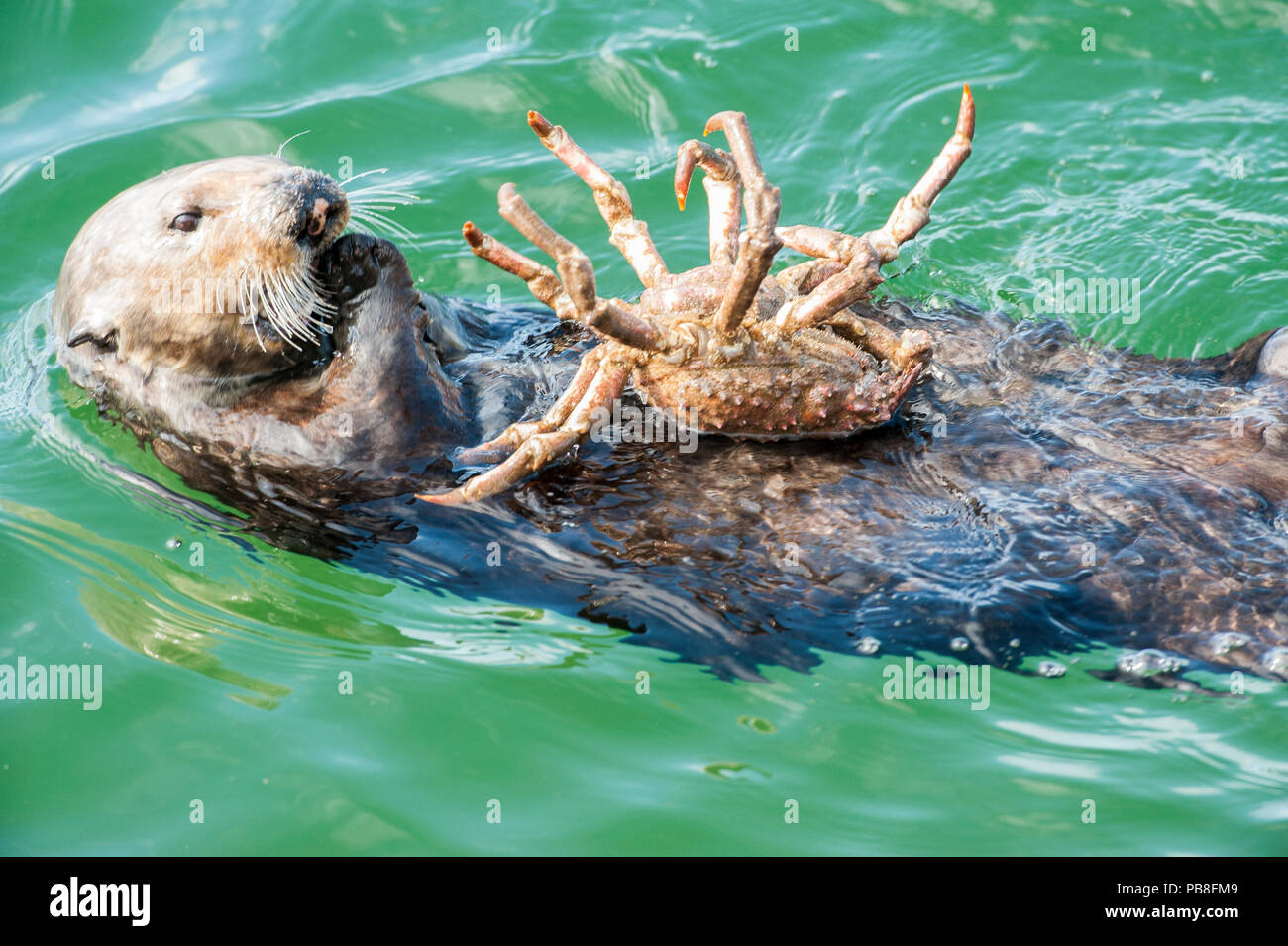 California sea otter enhydra lutris -Fotos und -Bildmaterial in hoher Auflösung – Alamy