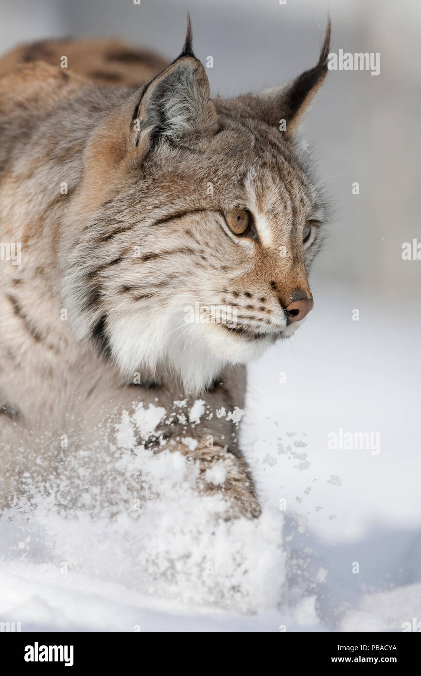 Eurasischer luchs luchs luchs -Fotos und -Bildmaterial in hoher ...