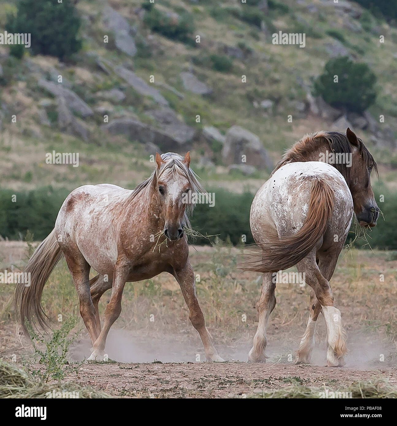 Domestic Horse Stockfotos und -bilder Kaufen - Alamy