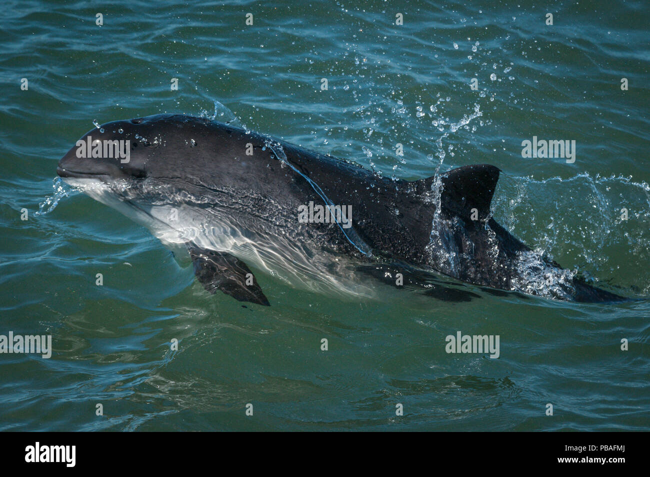 Phocoenidae mammalia -Fotos und -Bildmaterial in hoher Auflösung – Alamy