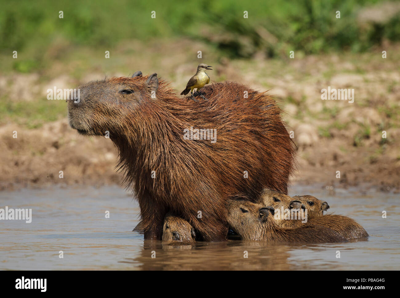 Hydrochoerus arten -Fotos und -Bildmaterial in hoher Auflösung – Alamy