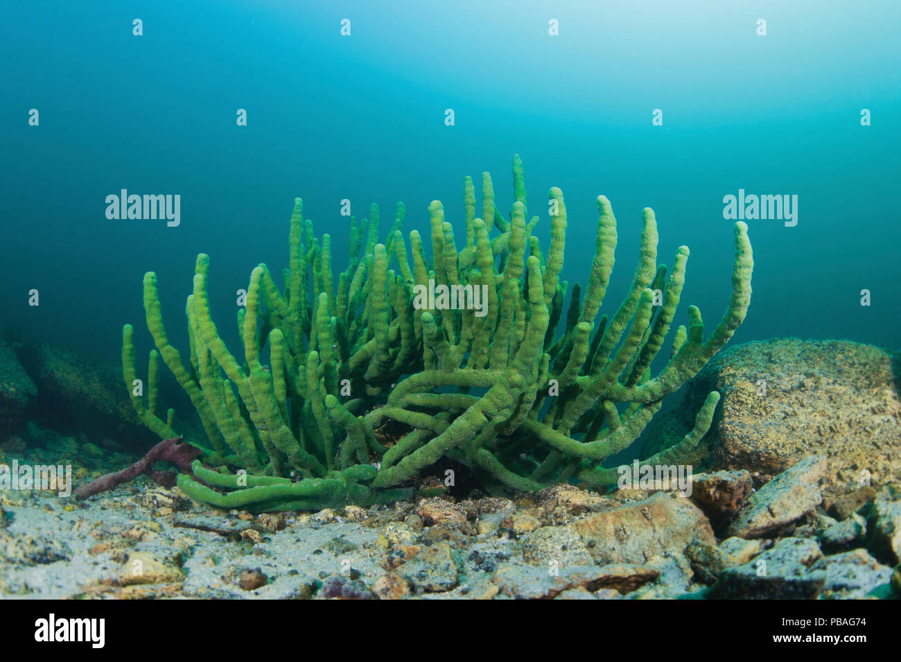 Baikalsee schwamm -Fotos und -Bildmaterial in hoher Auflösung – Alamy