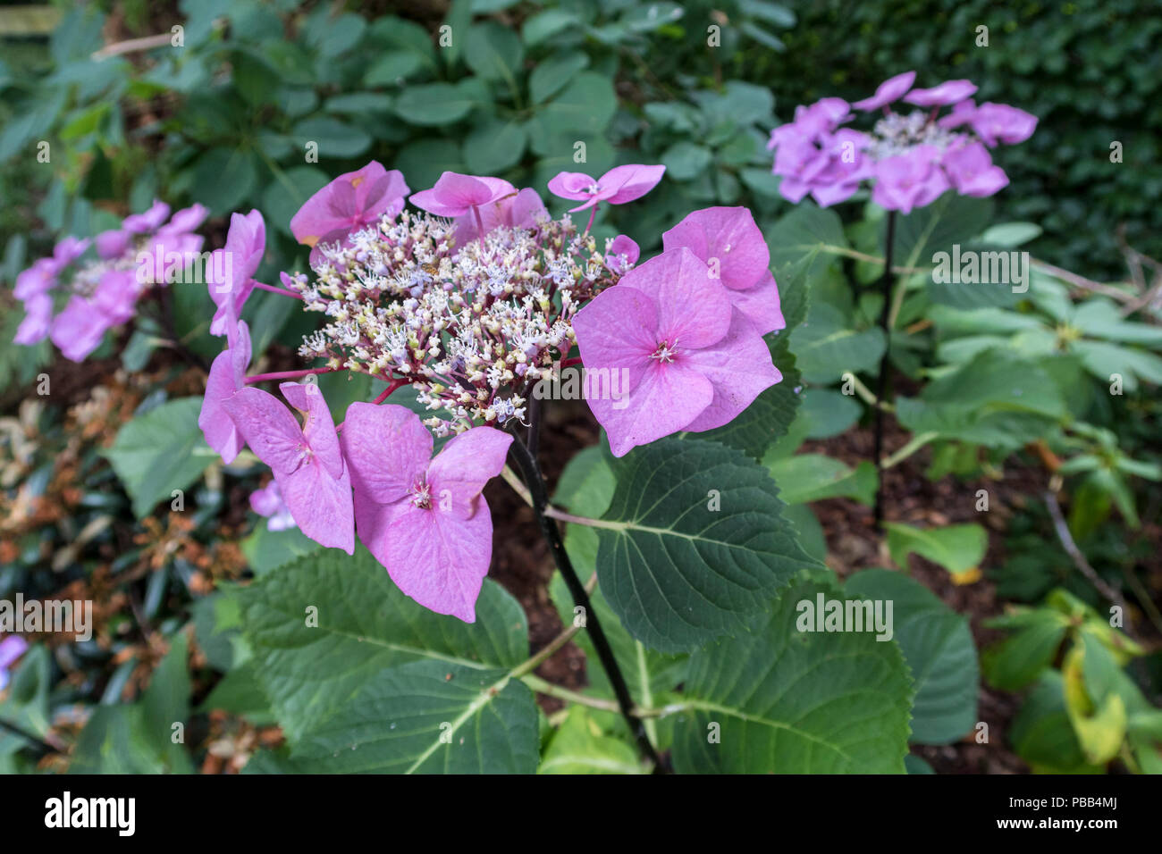 Hydrangea Macrophylla 'Black Lace', dunkle fast schwarze Stiele ...