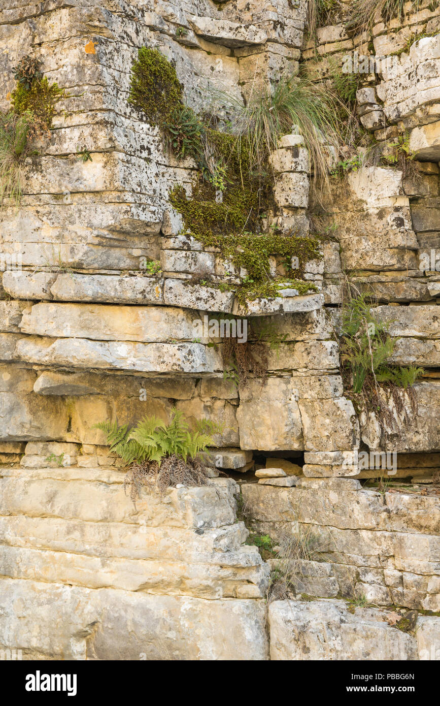 Gedeihen unter schwierigen bedingungen -Fotos und -Bildmaterial in ...