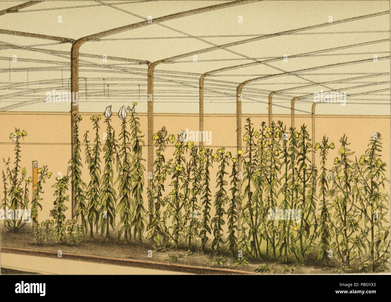 Mutation theory -Fotos und -Bildmaterial in hoher Auflösung – Alamy