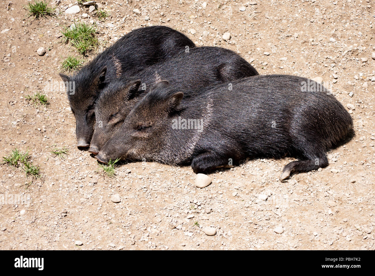 Miniatur schweine -Fotos und -Bildmaterial in hoher Auflösung – Alamy
