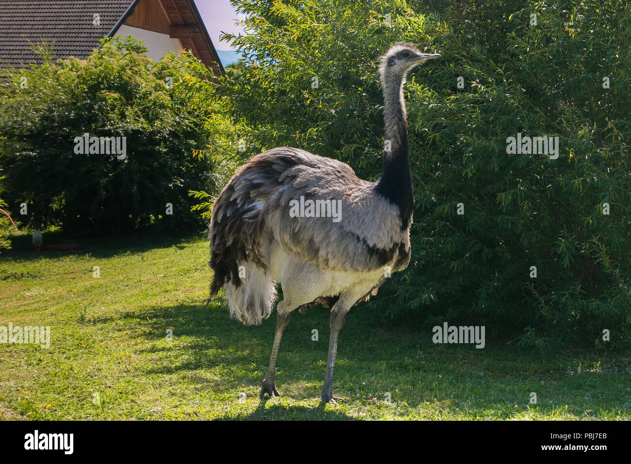 Portrait von riesigen Strauß Vogel in der Mountain Farm Stockfotografie ...