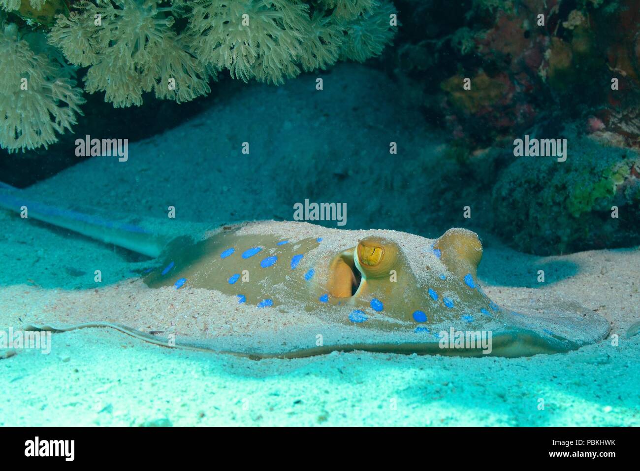 Blaupunkt stechrochen -Fotos und -Bildmaterial in hoher Auflösung – Alamy