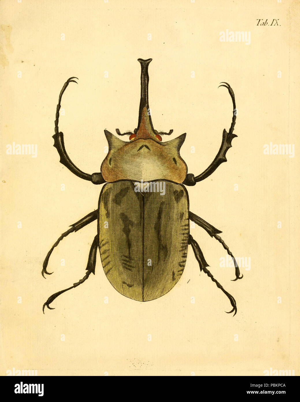 Abbildungen zu Karl Illiger der Übersetzung von Olivier, Entomologie ...