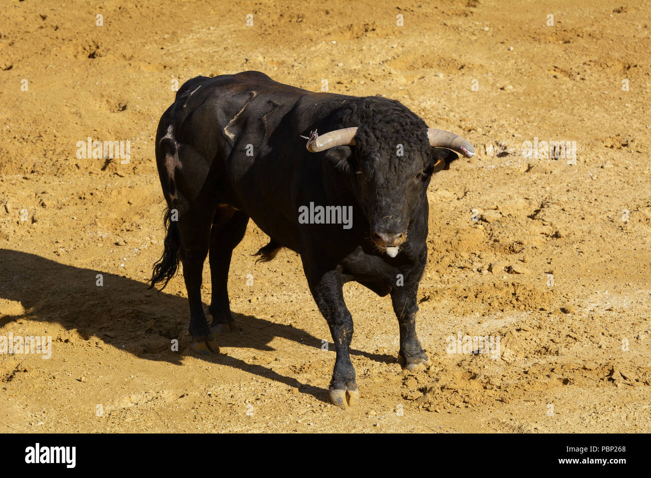 Spanish Fighting Bull Stockfotos und -bilder Kaufen - Alamy