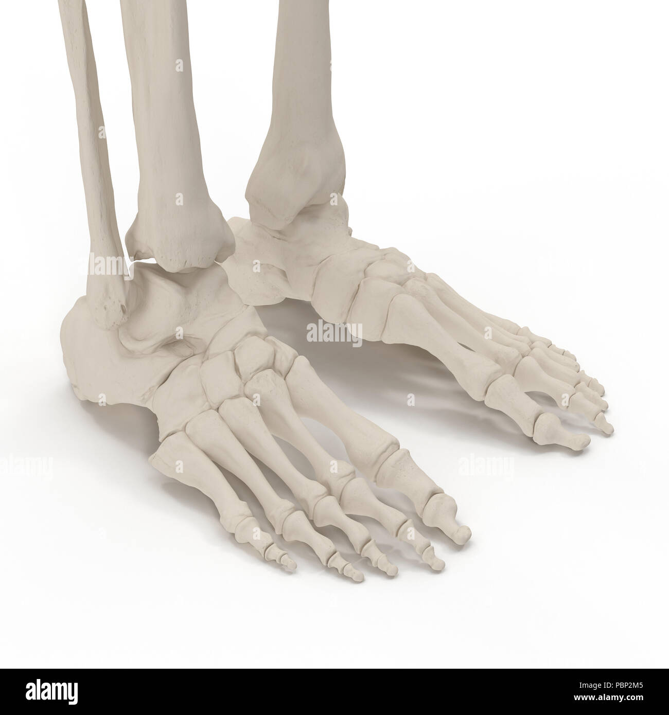 Menschlichen Beinen Skelett Knochen auf Weiß. 3D-Darstellung ...